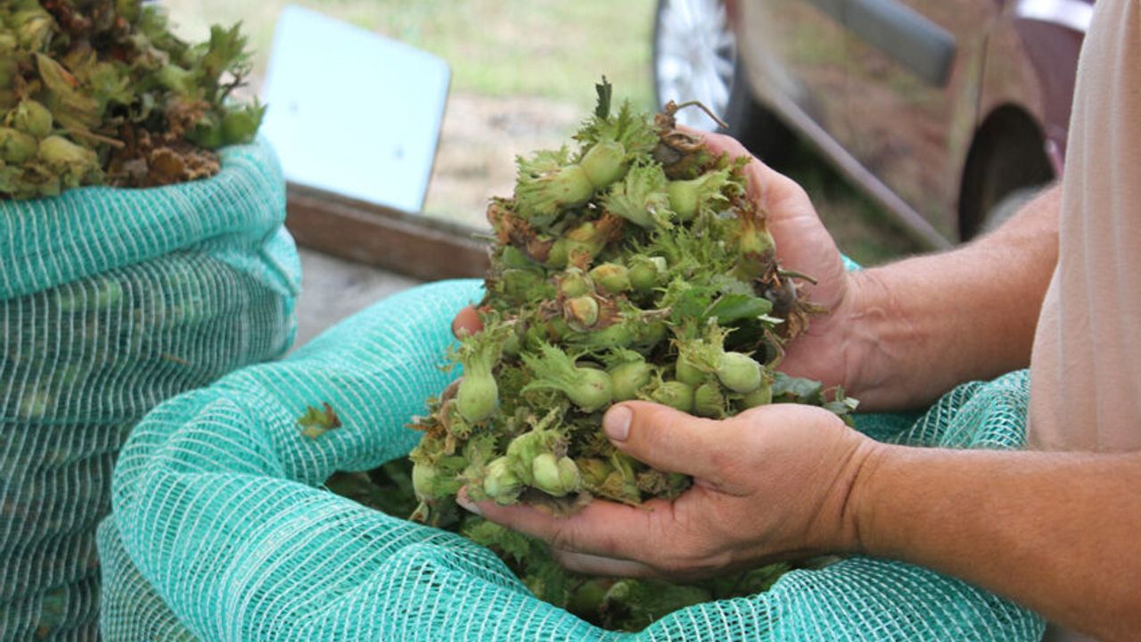 Taze fındığın şaşırtıcı faydaları…