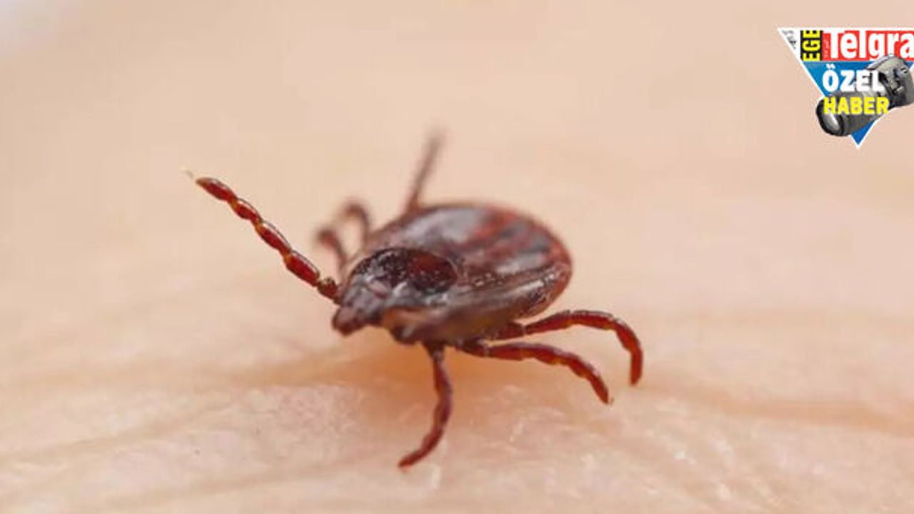 Yaz aylarının korkulu rüyası kene ısırmasında yapılması gerekenler!